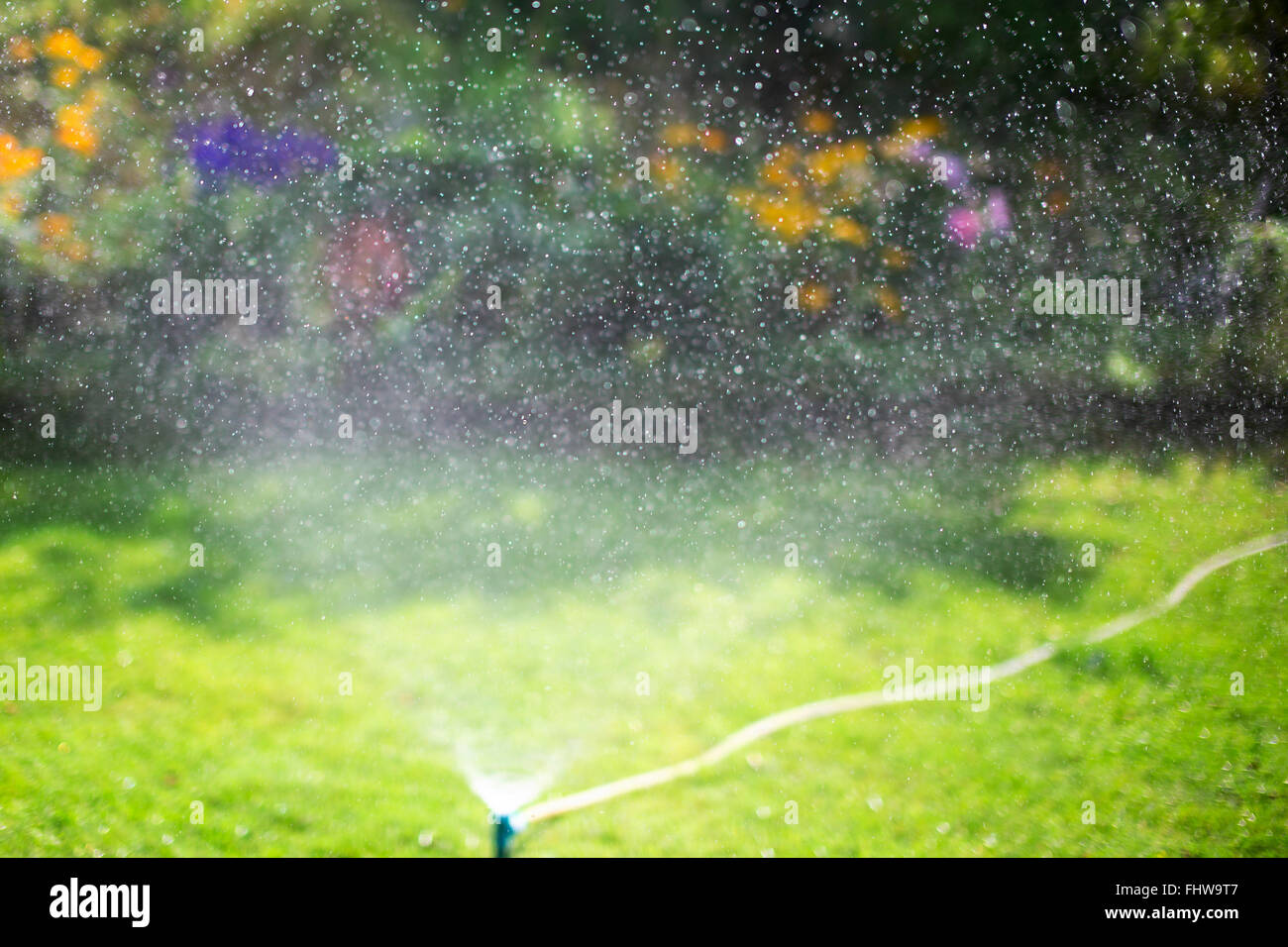 Sprinkler watering lawn in garden. Focus on water drops Stock Photo - Alamy