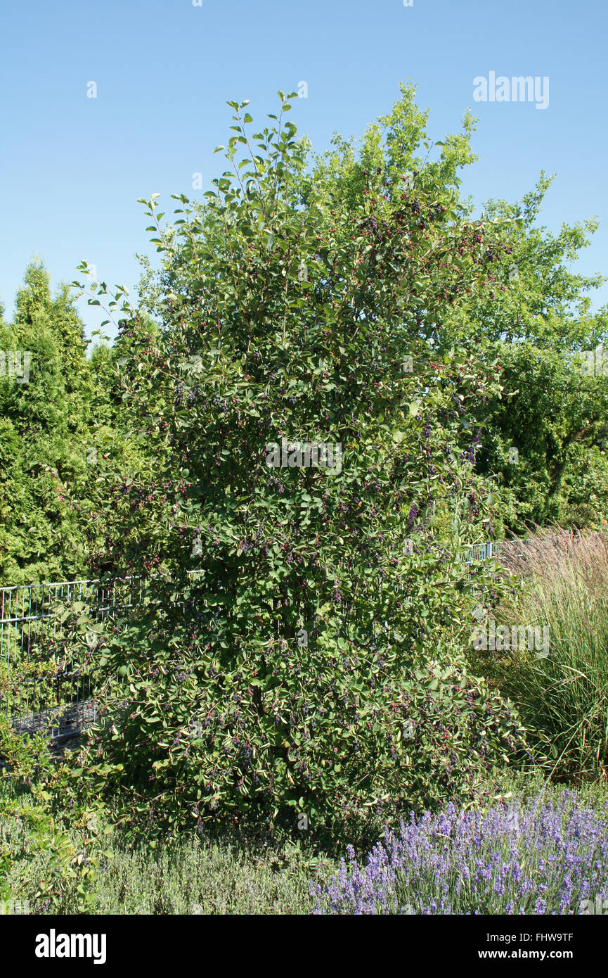 Amelanchier ovalis, Shad bush Stock Photo - Alamy