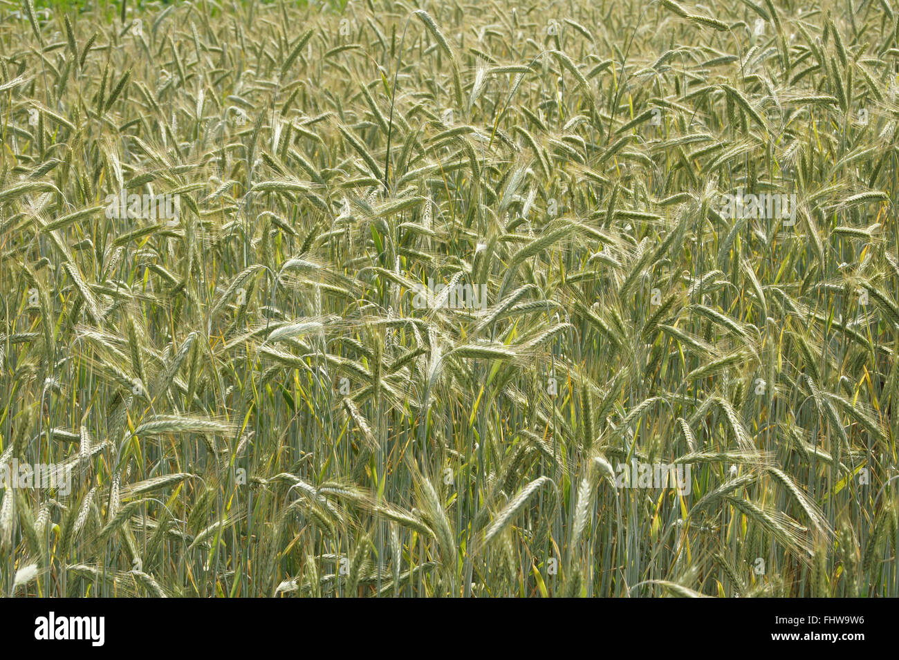 Secale cereale, Rye Stock Photo - Alamy