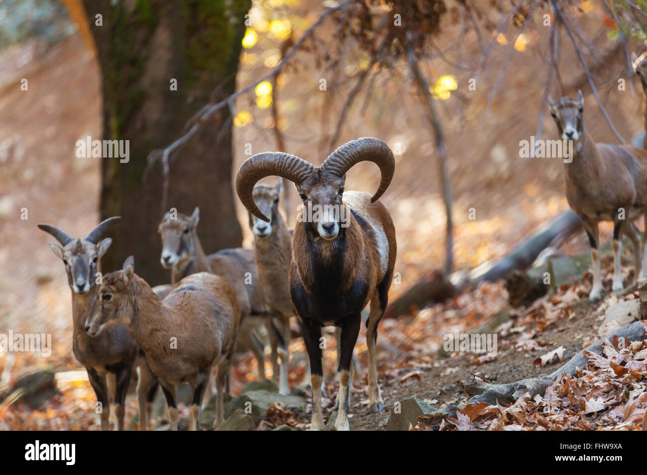 Moufflon cyprus hi-res stock photography and images - Alamy