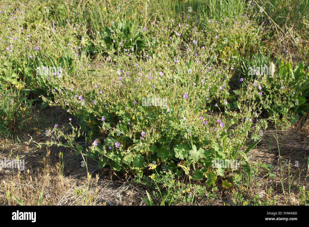 Geranium pyrenaicum, Pyrenean cranesbill Stock Photo - Alamy