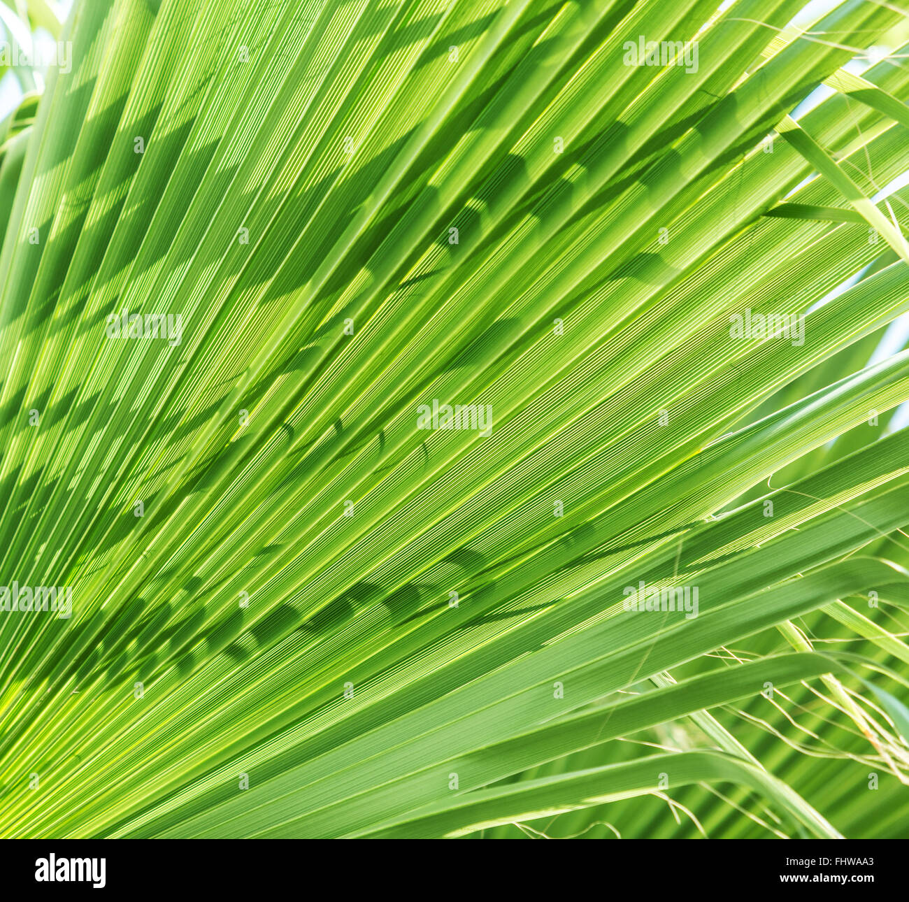 Palm Leaf Details High Resolution Stock Photography and Images - Alamy