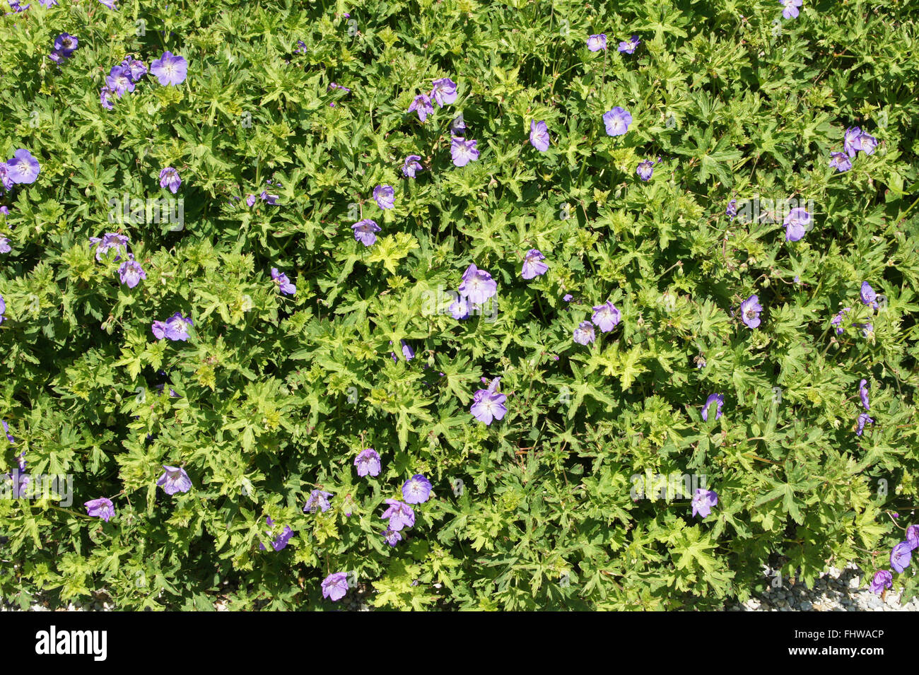 Geranium pratense Rozanne, Meadow cranesbill Stock Photo - Alamy