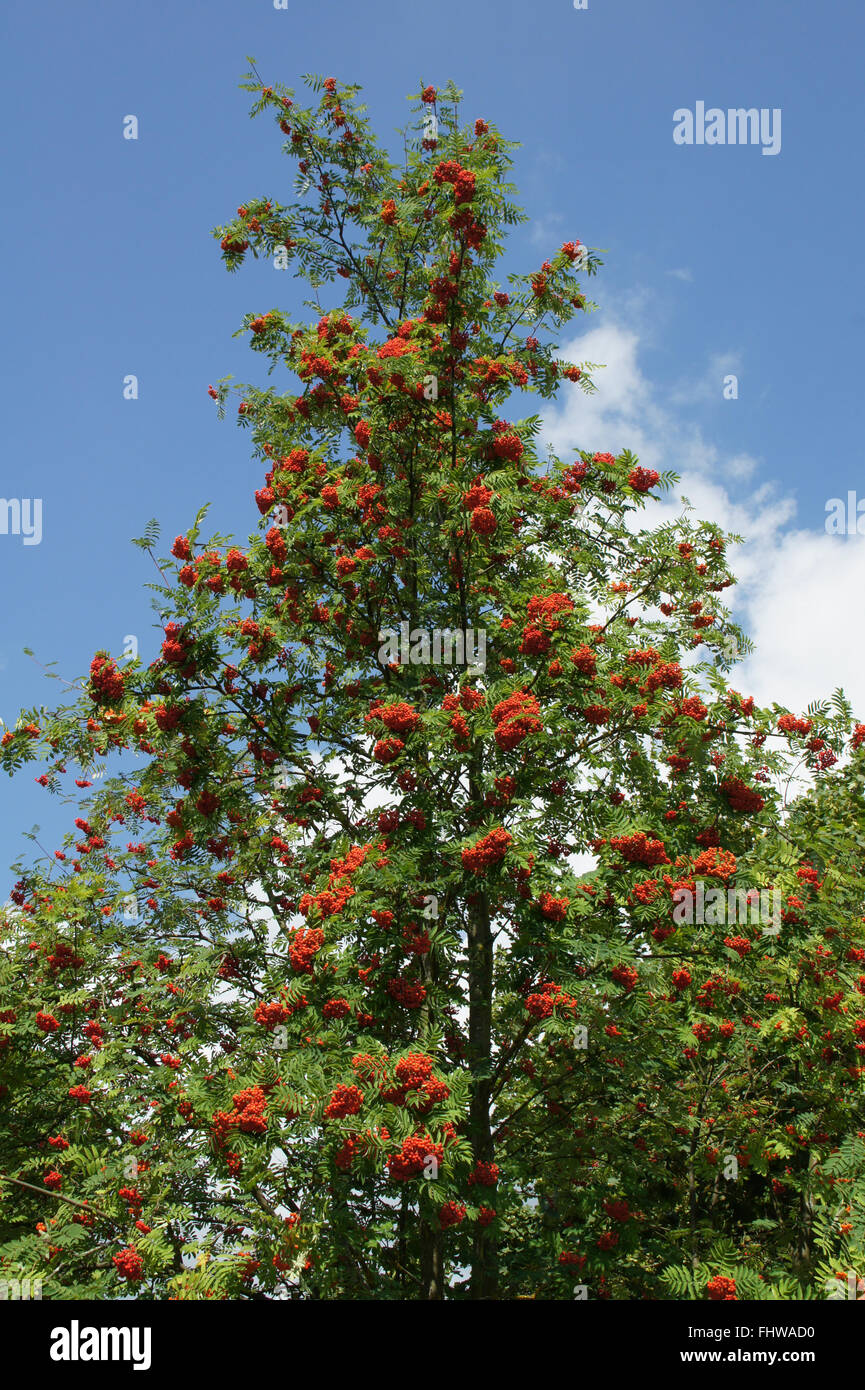 Sorbus aucuparia, Rowan Stock Photo - Alamy