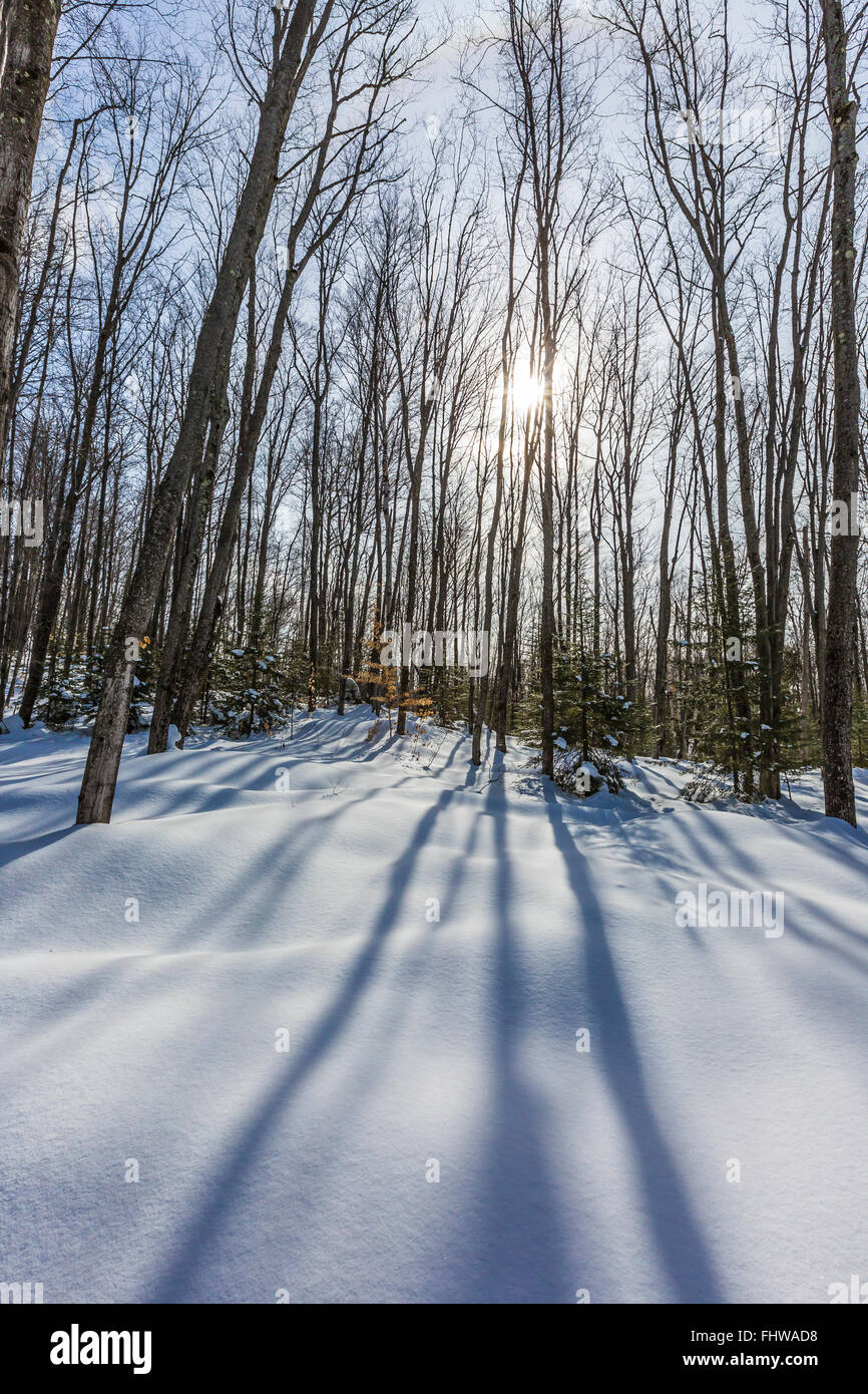 Munising ski trail hi-res stock photography and images - Alamy
