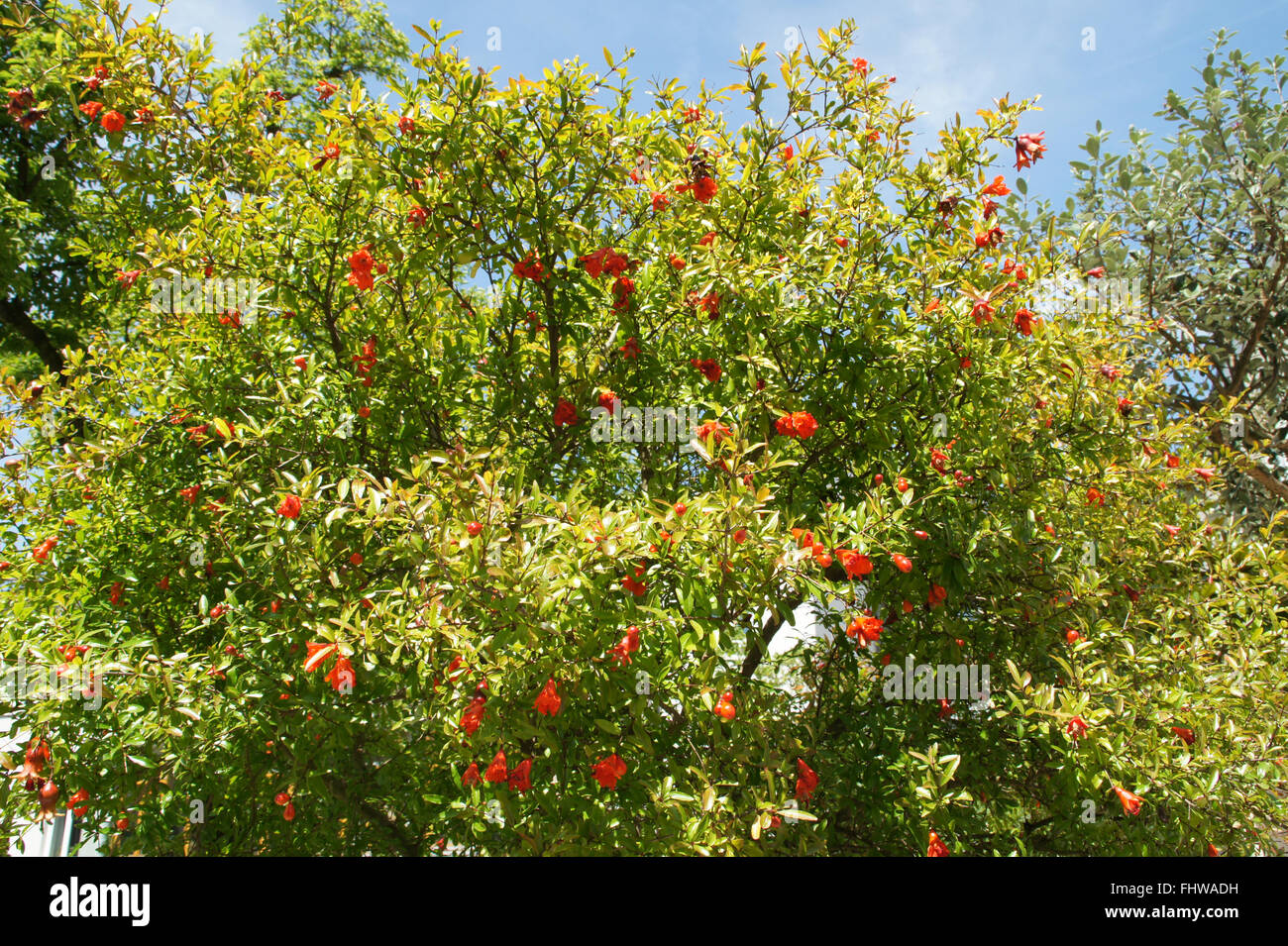 Punica granatum and flower hi-res stock photography and images - Alamy