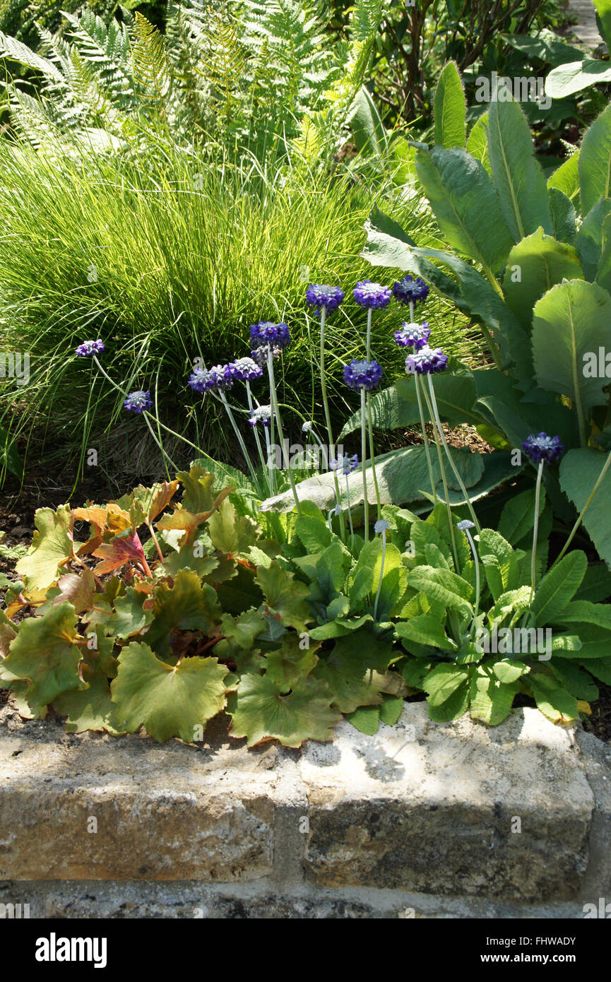 Primula capitata, Himalayan primrose Stock Photo - Alamy