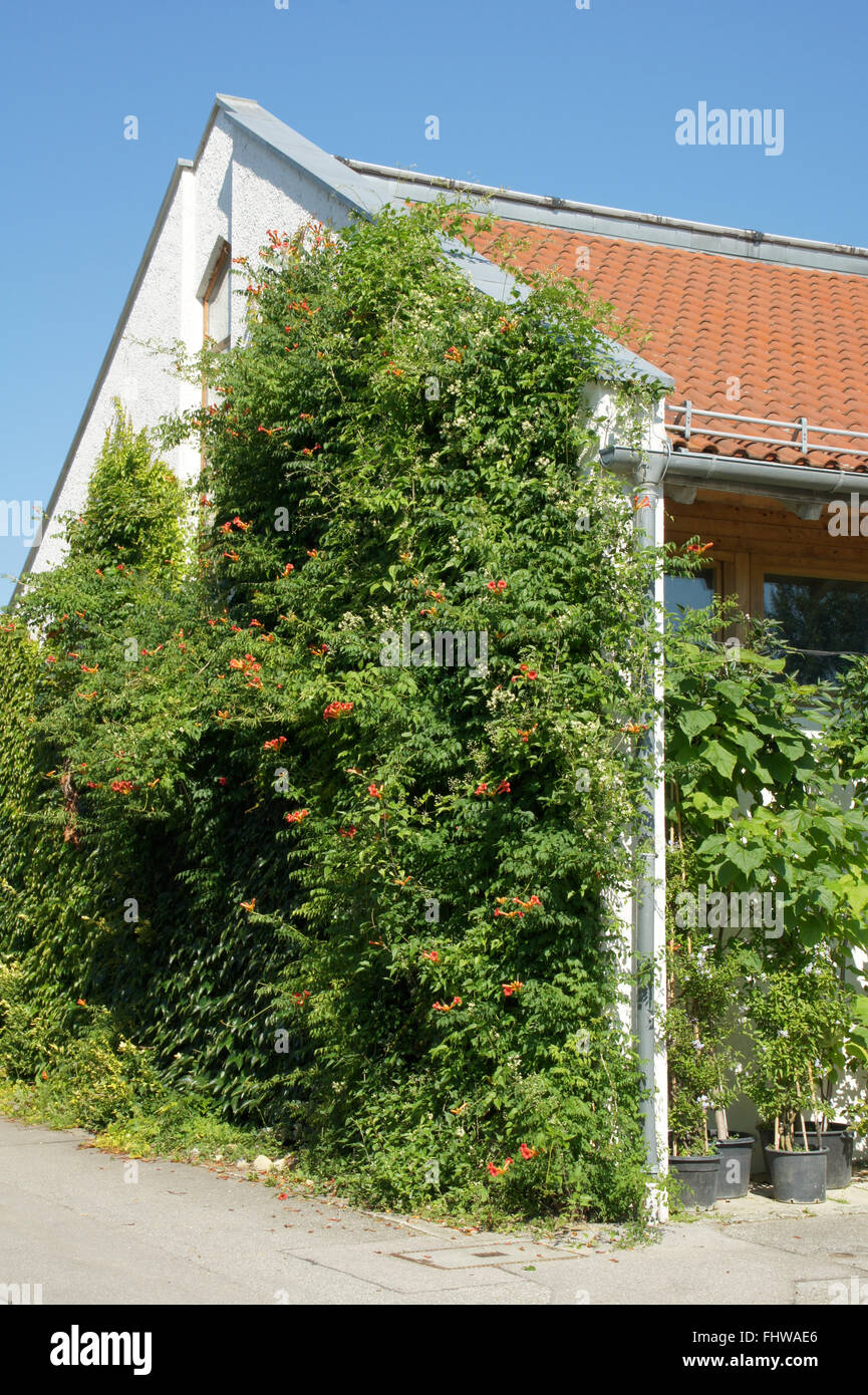 Campsis radicans, Trumpet vine Stock Photo - Alamy