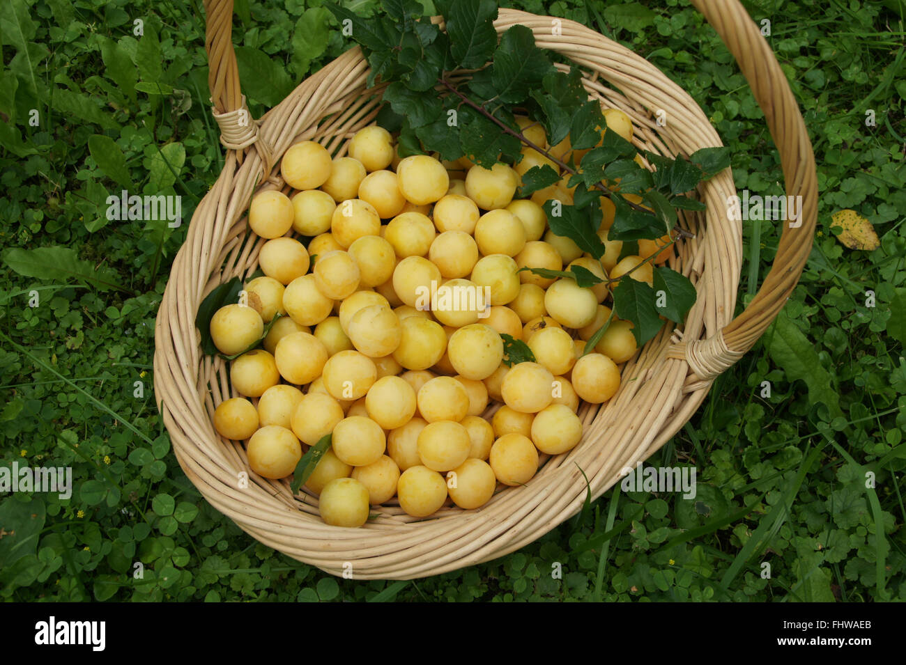 Mirabelle trees prunus domestica syriaca hi-res stock photography and ...