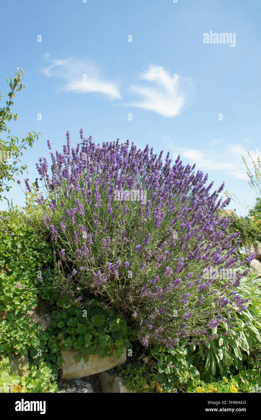 Lavandula officinalis, Lavender Stock Photo - Alamy