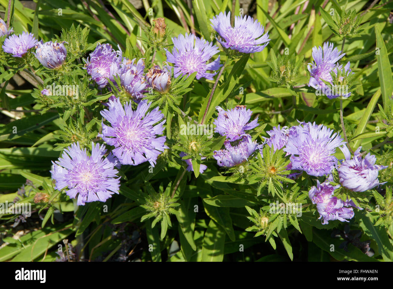 Stokesia laevis, Stokes aster Stock Photo - Alamy