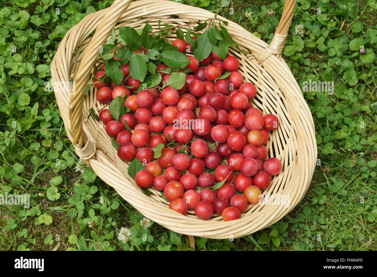 Prunus cerasifera, Kirschpflaume, Cherry plum Stock Photo - Alamy