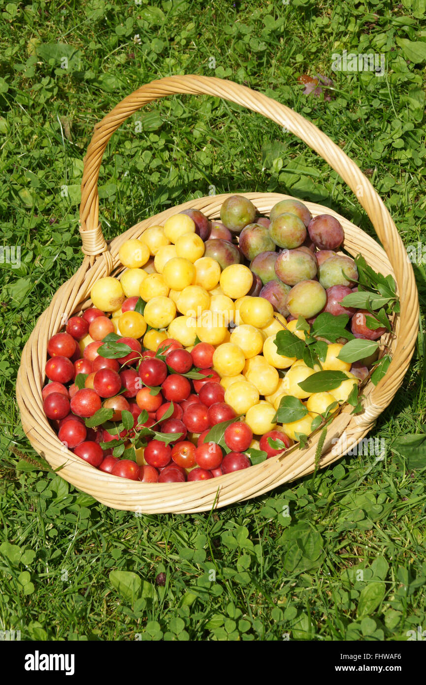 Ringlotten tree hi-res stock photography and images - Alamy