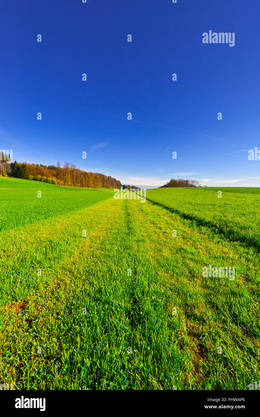 Cut grass hi-res stock photography and images - Alamy