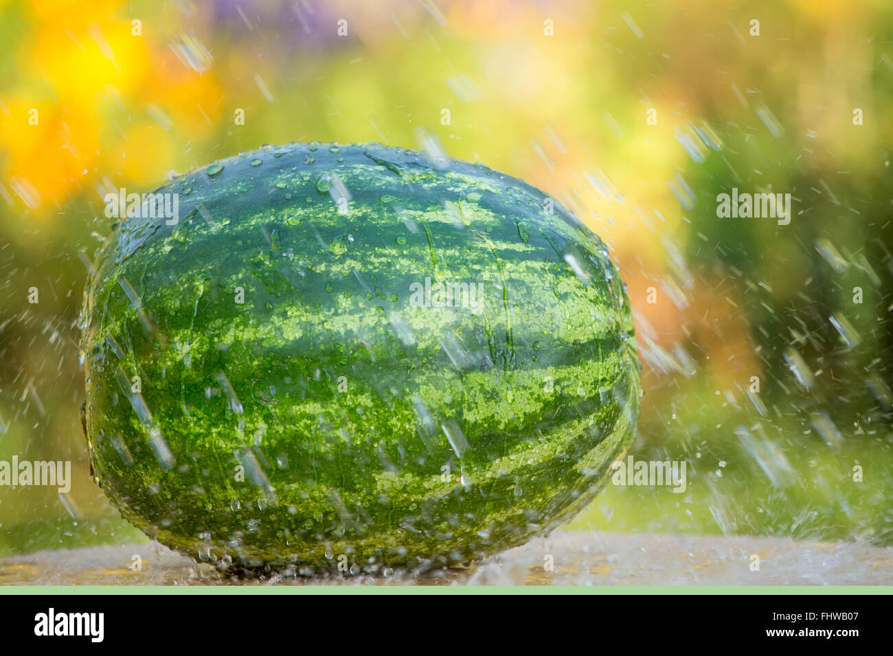 Ripe watermelon on bright background under drops of water Stock Photo ...