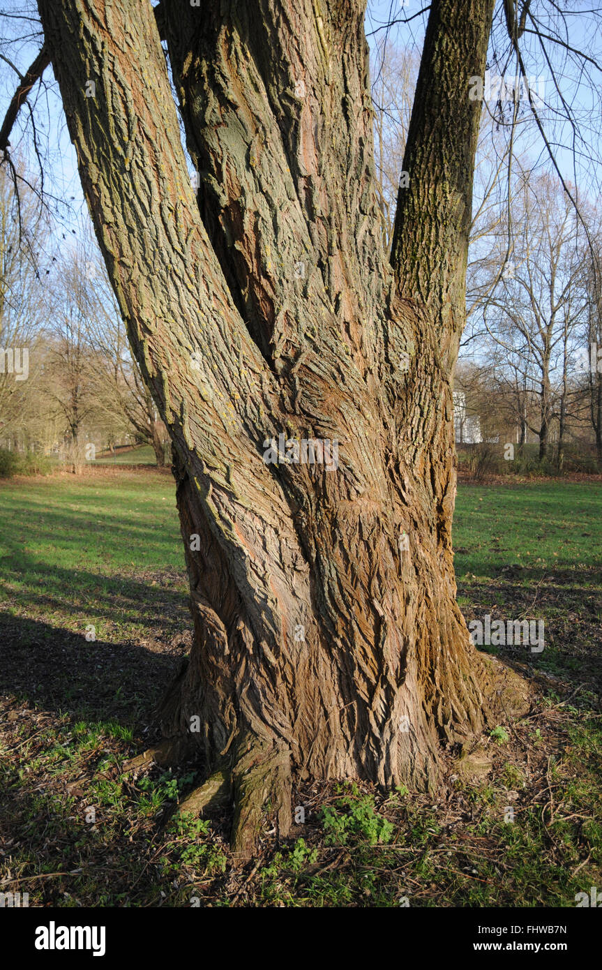 Salix alba, Silver willow Stock Photo - Alamy