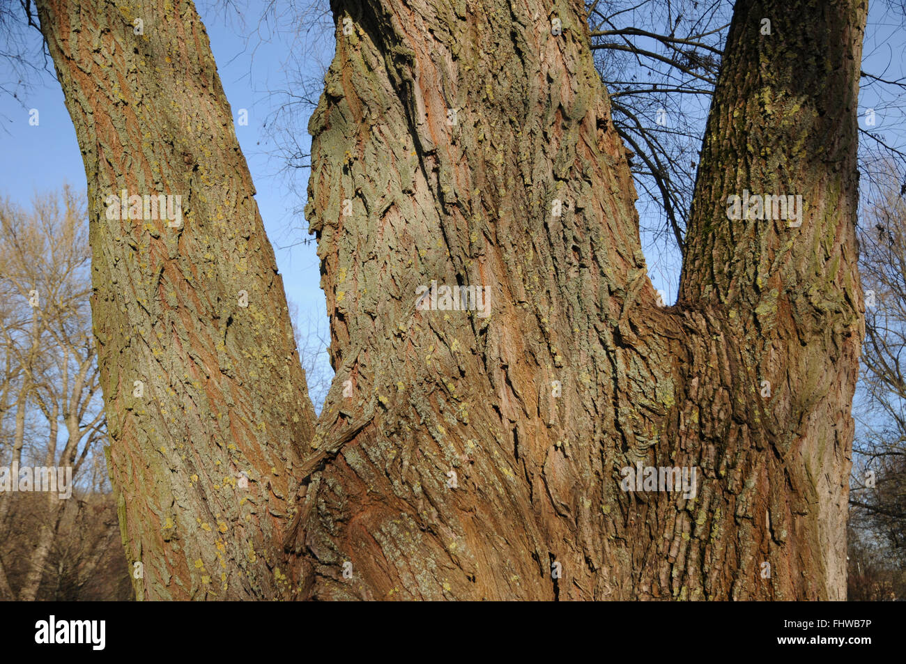 Salix alba, Silver willow Stock Photo - Alamy