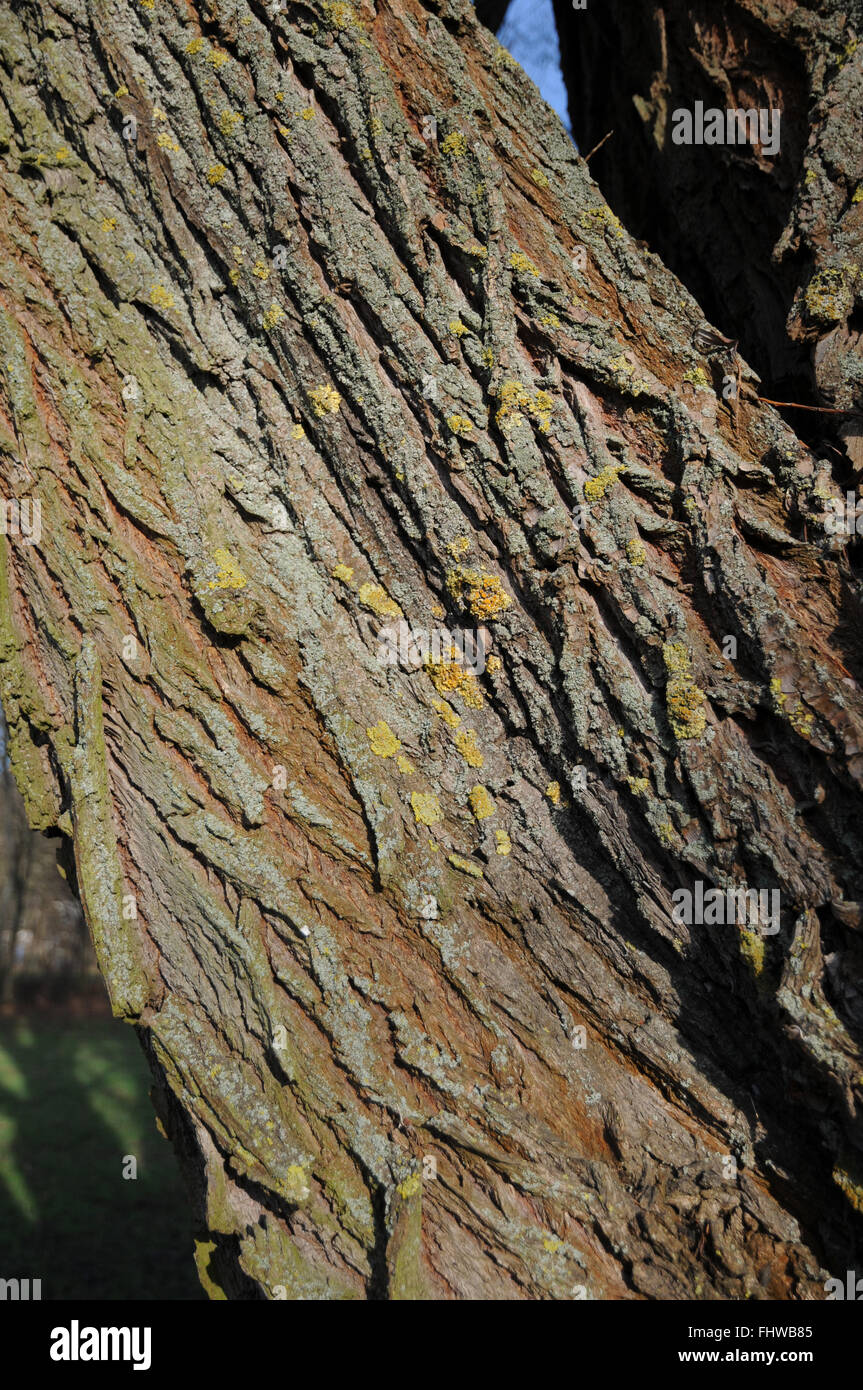 Salix alba, Silver willow, Bark Stock Photo - Alamy