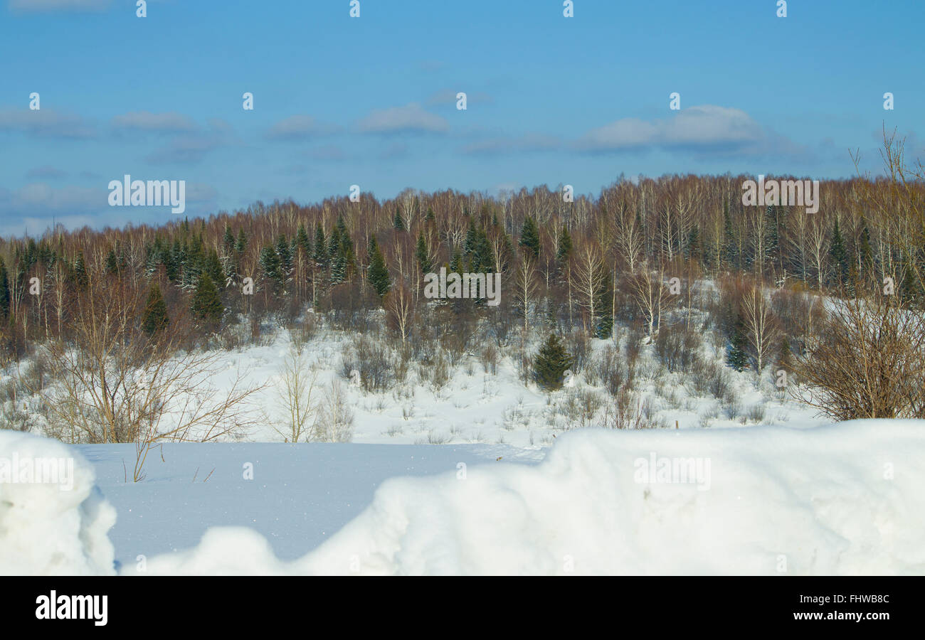 Taiga Landscape Winter
