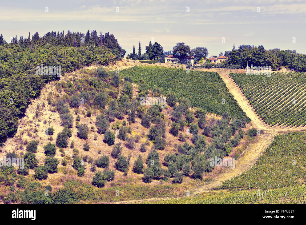 Vineyard in Chianti Stock Photo - Alamy