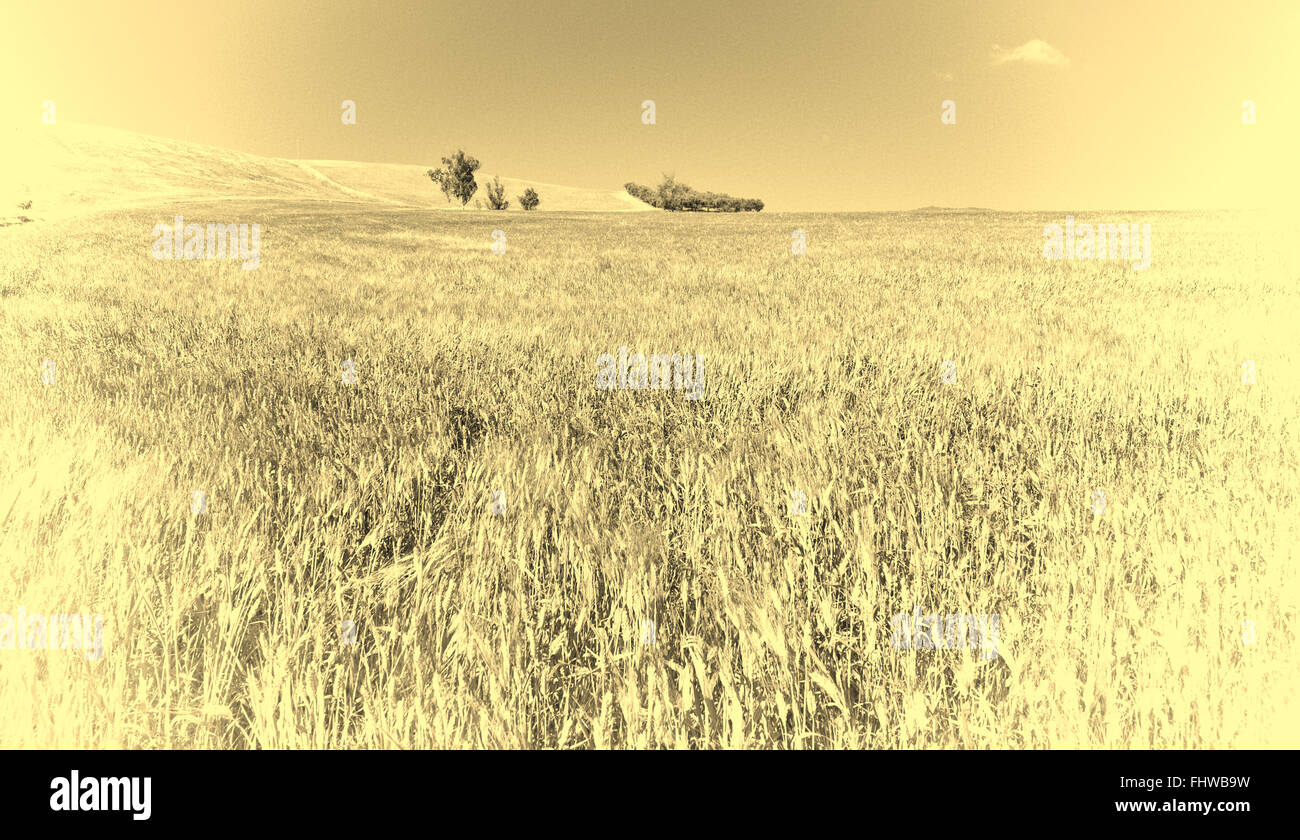 Black and white wheat fields hi-res stock photography and images - Alamy