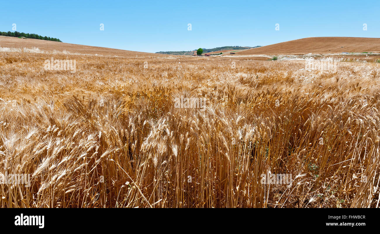 Lawn wheat hi-res stock photography and images - Alamy