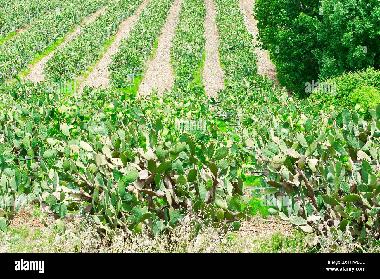 Sicily prickly pear cactus hi-res stock photography and images - Alamy
