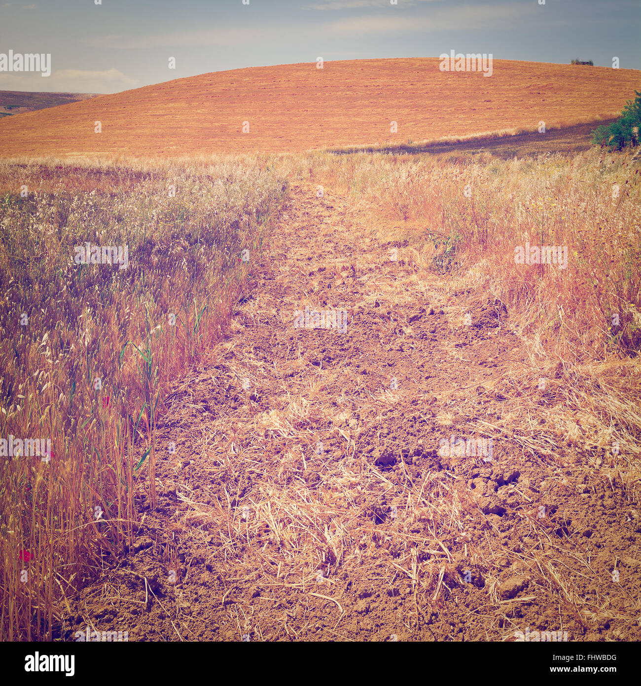 Italy wheat field after harvest hi-res stock photography and images - Alamy
