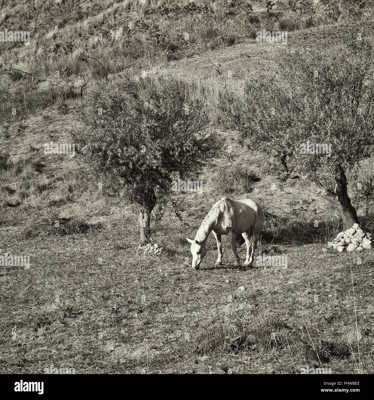 White horse plantation hi-res stock photography and images - Alamy