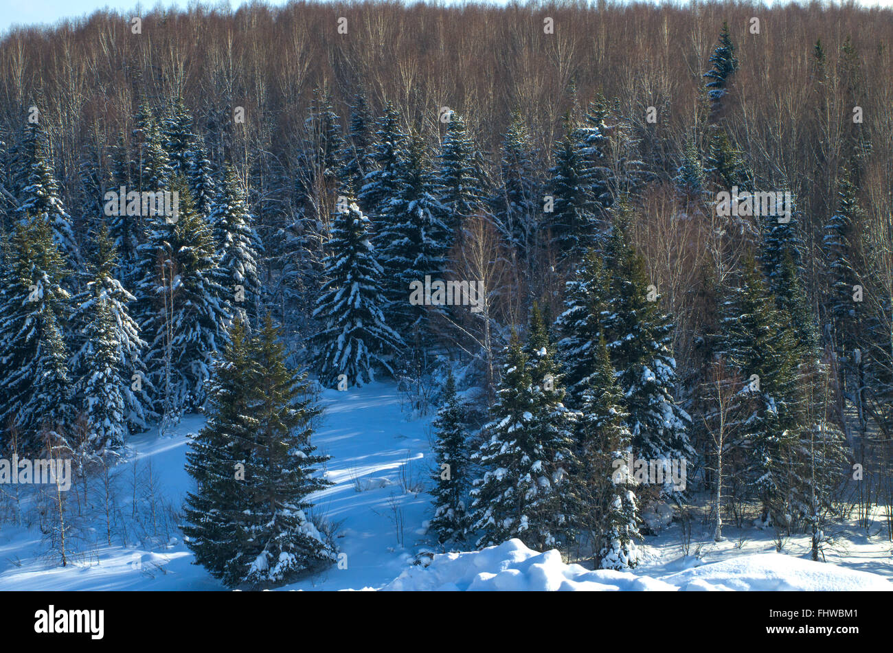 wood landscape in Sibirea in the winter,a taiga,a landscape,the nature,a fir-tree,the wood,trees ...