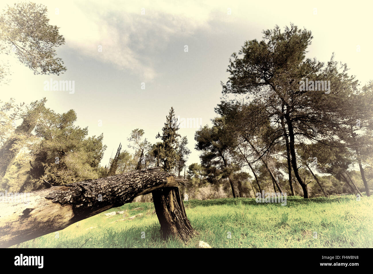 Broken tree hi-res stock photography and images - Alamy