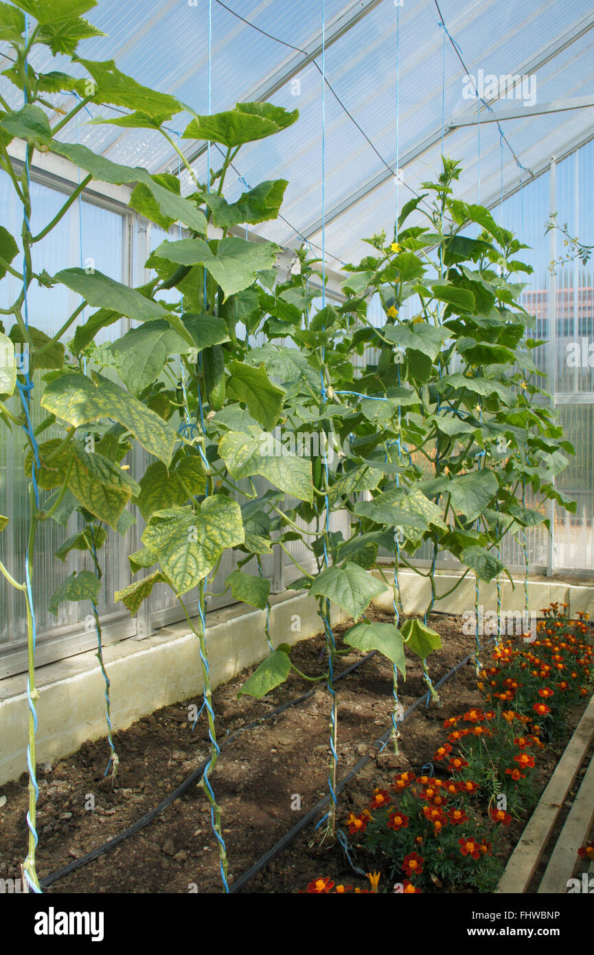 Cucumis sativus, Cucumber, in greenhouse Stock Photo - Alamy