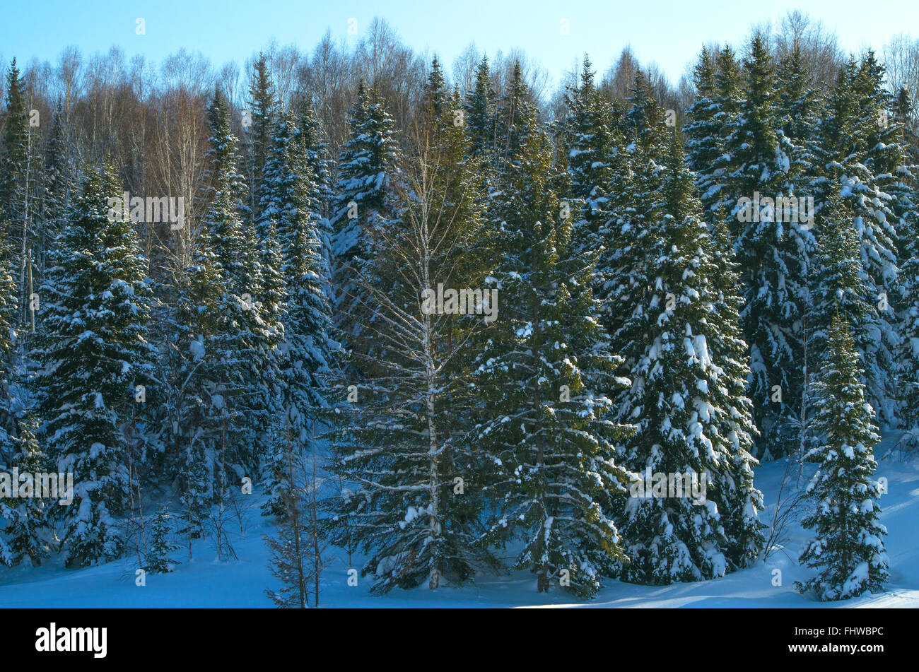 wood landscape in Sibirea in the winter,a taiga,a landscape,the nature,a fir-tree,the wood,trees ...