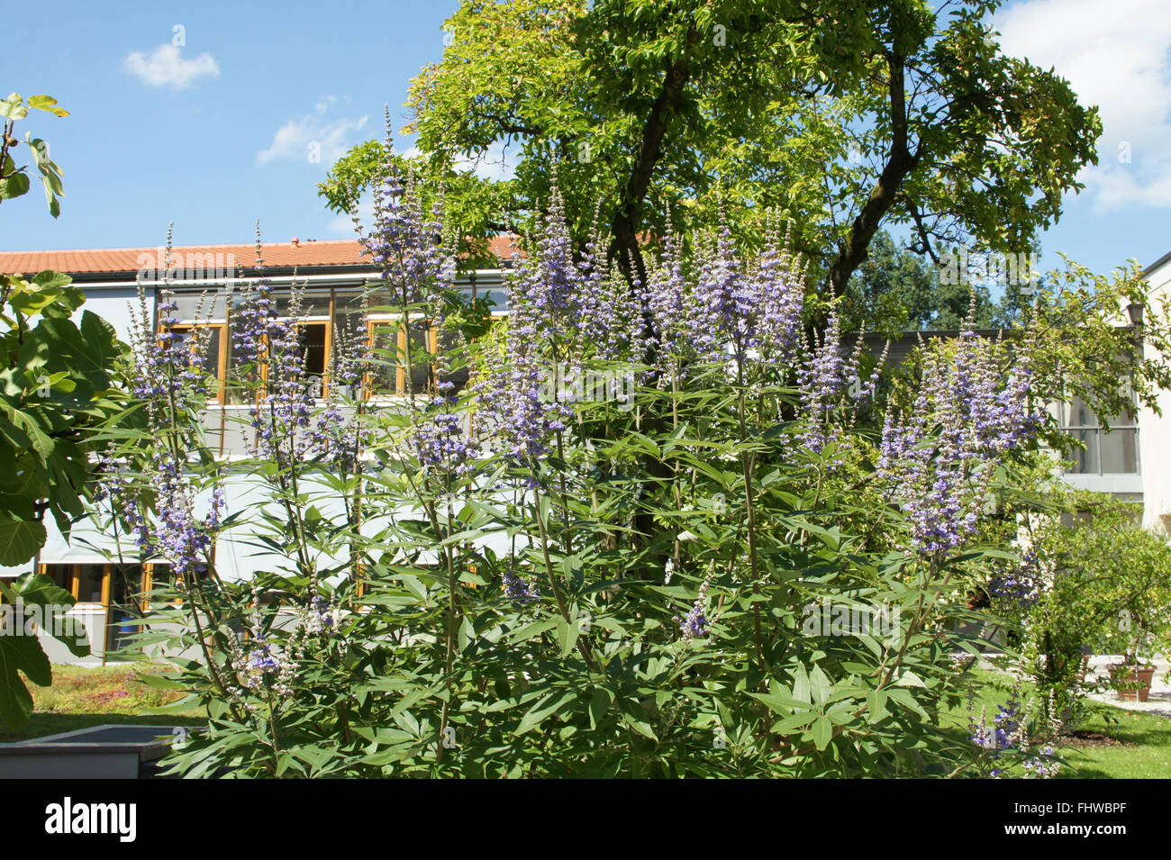 Vitex agnus-castus, Chaste tree Stock Photo - Alamy