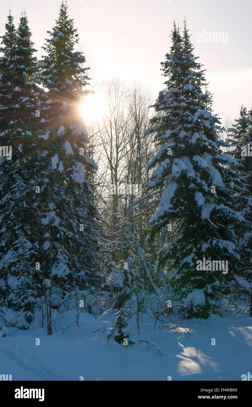 The landscape a sunset in a taiga in Sibirea in the winter,a taiga,a landscape,the nature,a fir ...