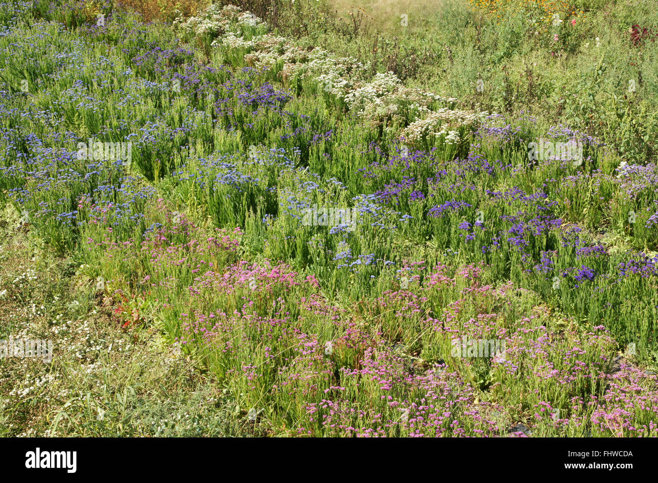 Limonium latifolium, Sea lavender Stock Photo - Alamy
