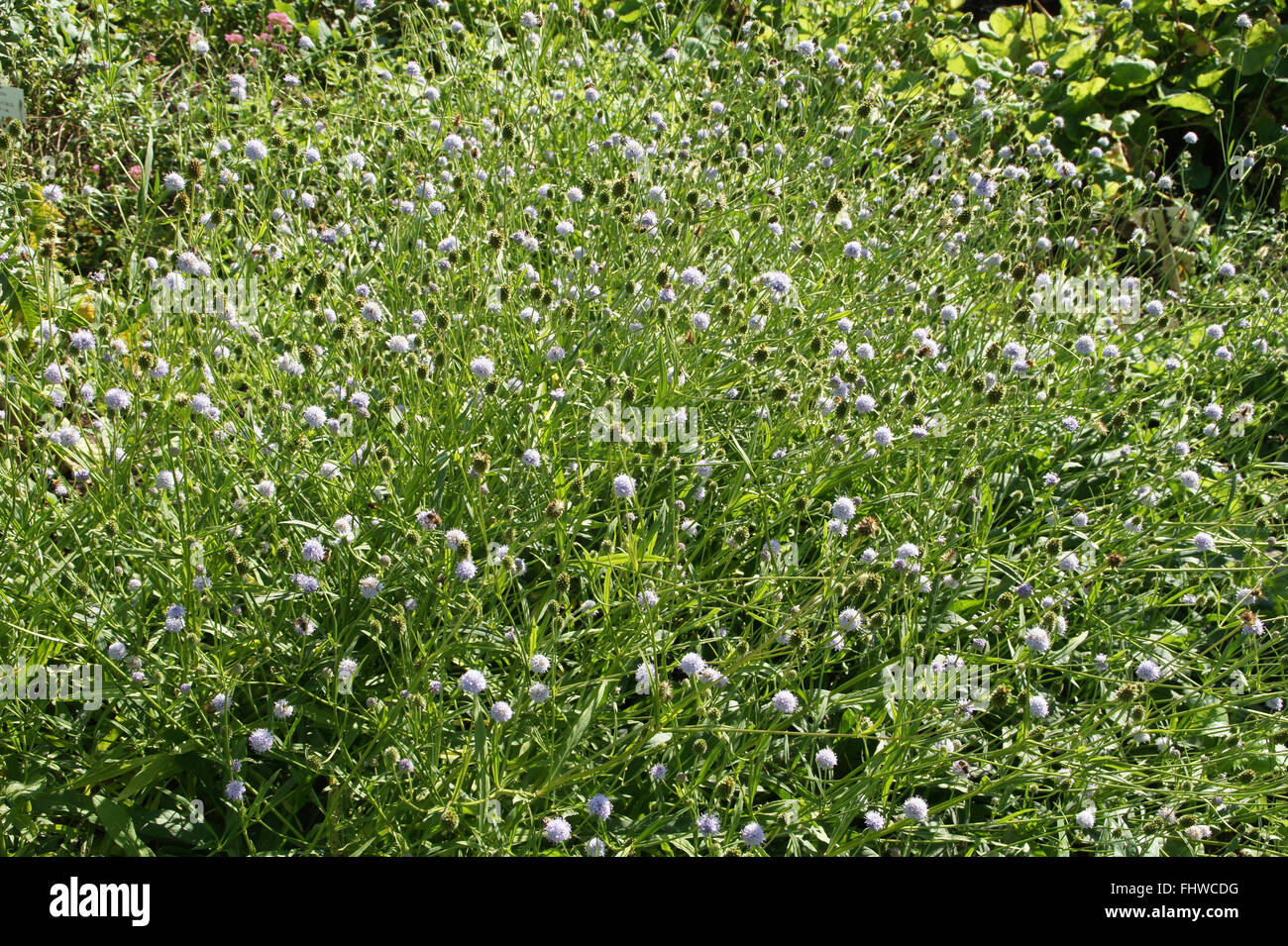 Succisa inflexa, Devils bit scabious Stock Photo - Alamy