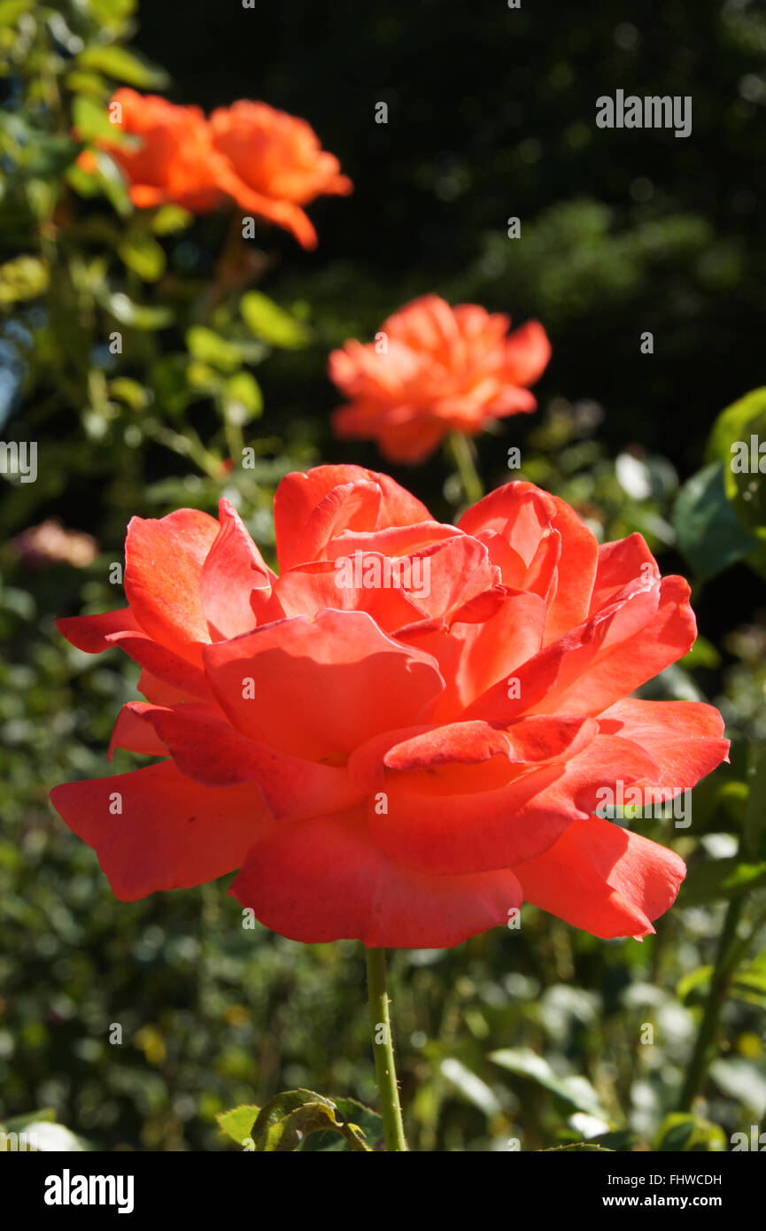 Harkness roses hi-res stock photography and images - Alamy