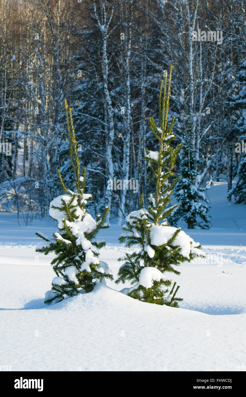 Landscape two small fir-trees in a taiga in Sibire in the winter,a ...