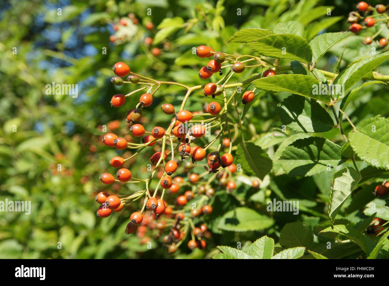 Rosa multiflora, Multiflora rose, hips Stock Photo - Alamy