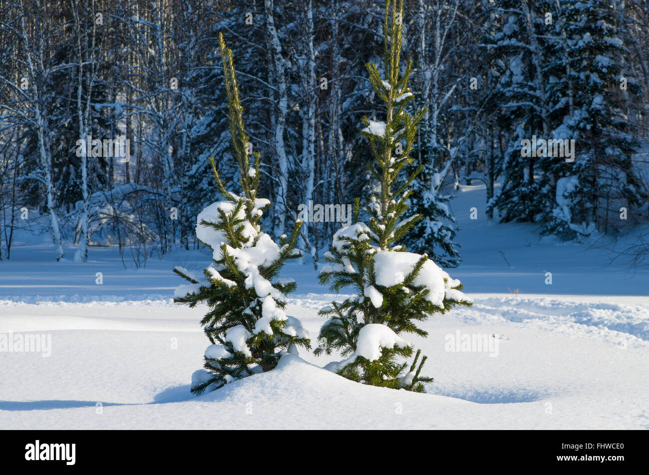 Landscape two small fir-trees in a taiga in Sibire in the winter,a ...