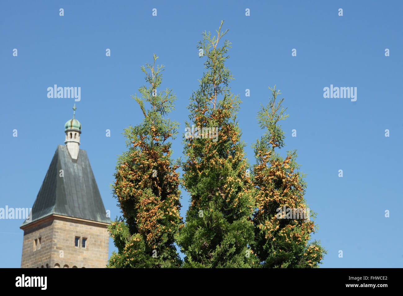 Cedar seeds hi-res stock photography and images - Alamy