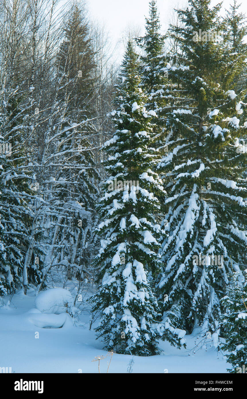 Spruce Trees In The Taiga