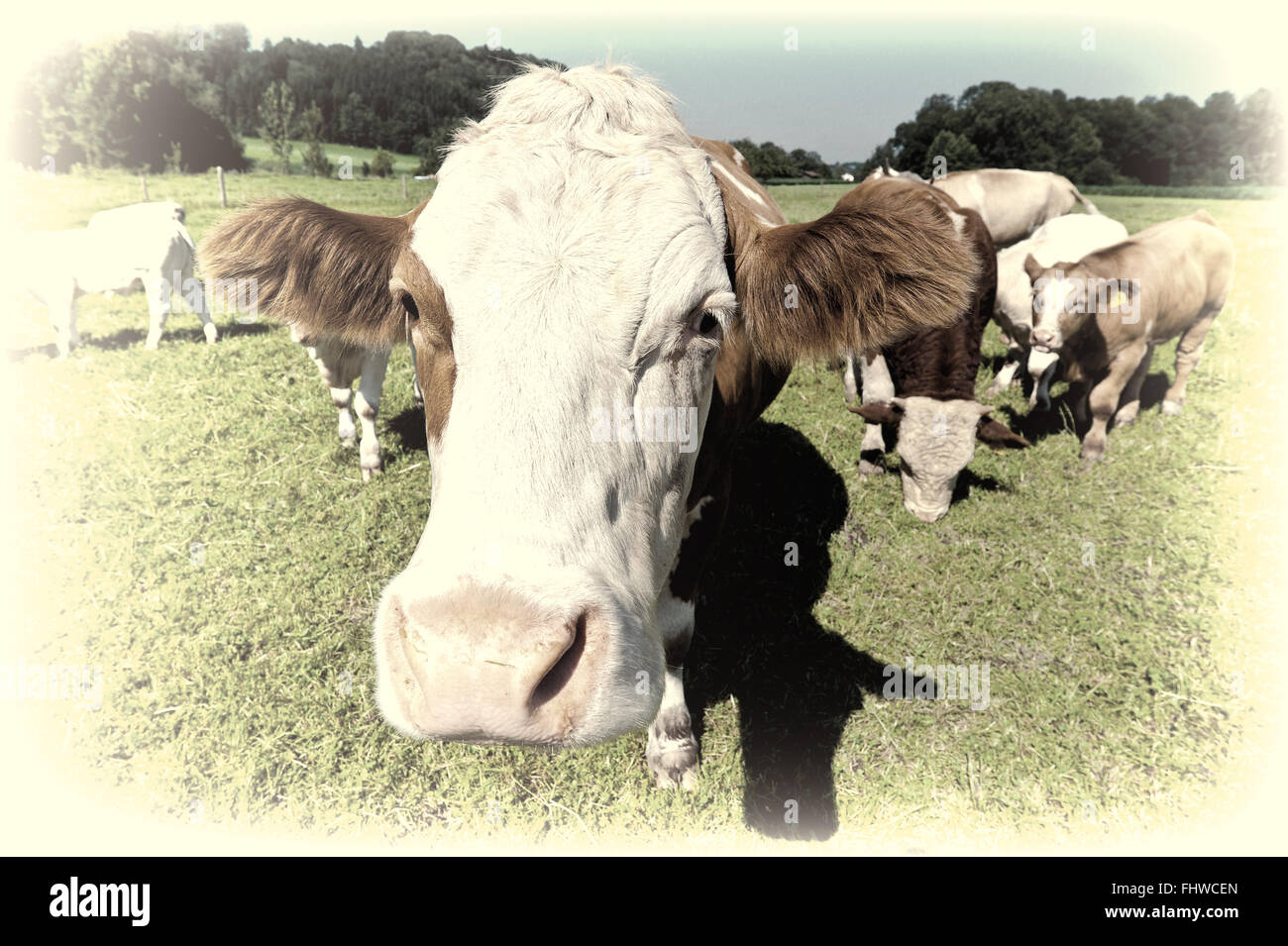 Grazing Cows Stock Photo - Alamy