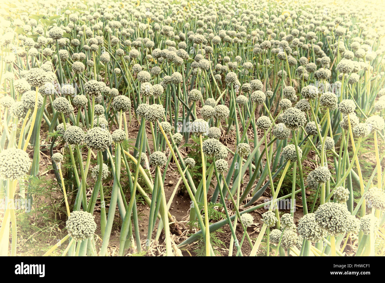 Country onions hi-res stock photography and images - Alamy