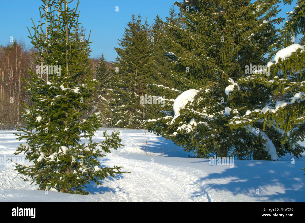 taiga landscape in Sibirea in the winter,a taiga,a landscape,the nature,a fir-tree,the wood ...