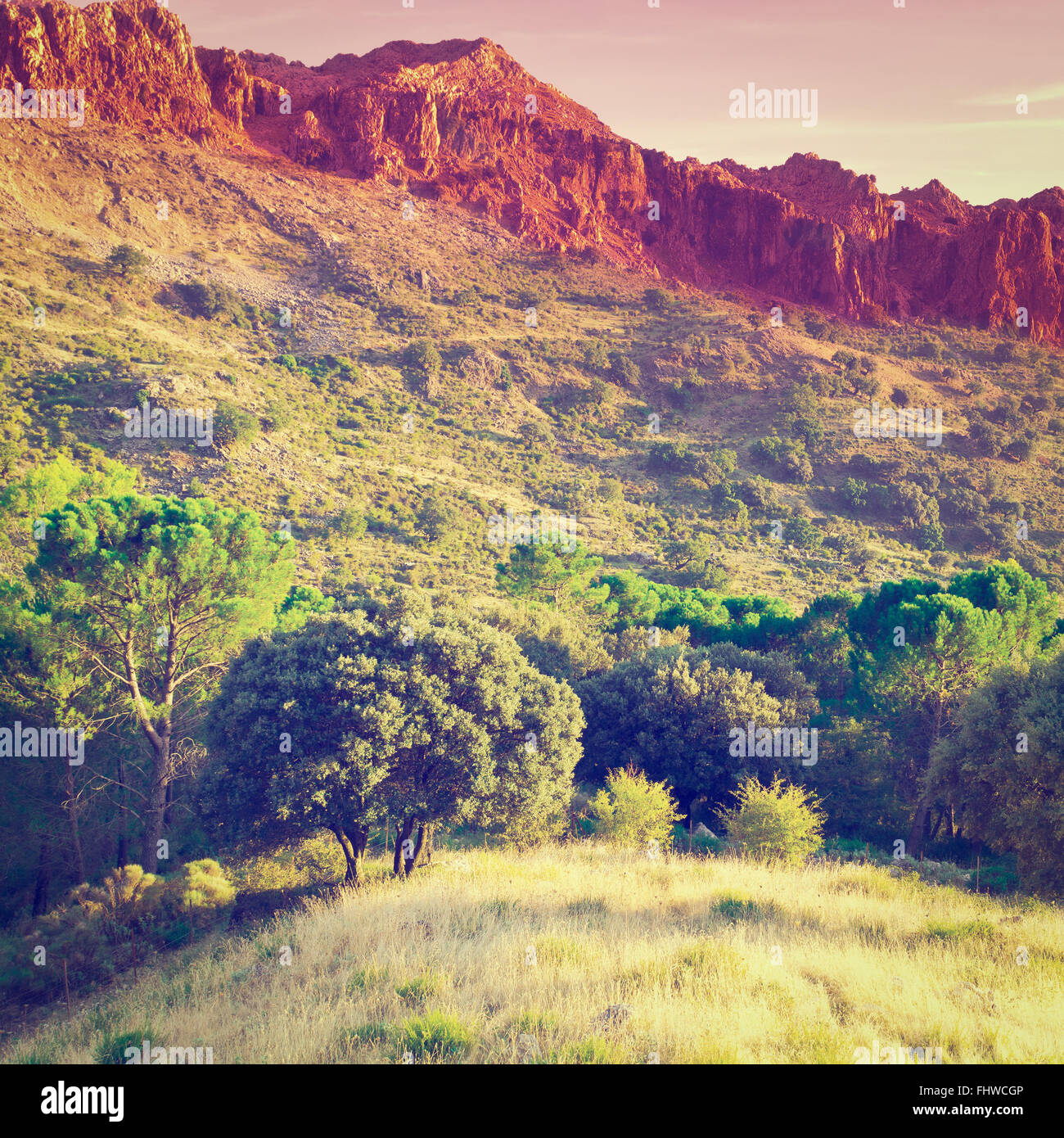 Shad grove hi-res stock photography and images - Alamy