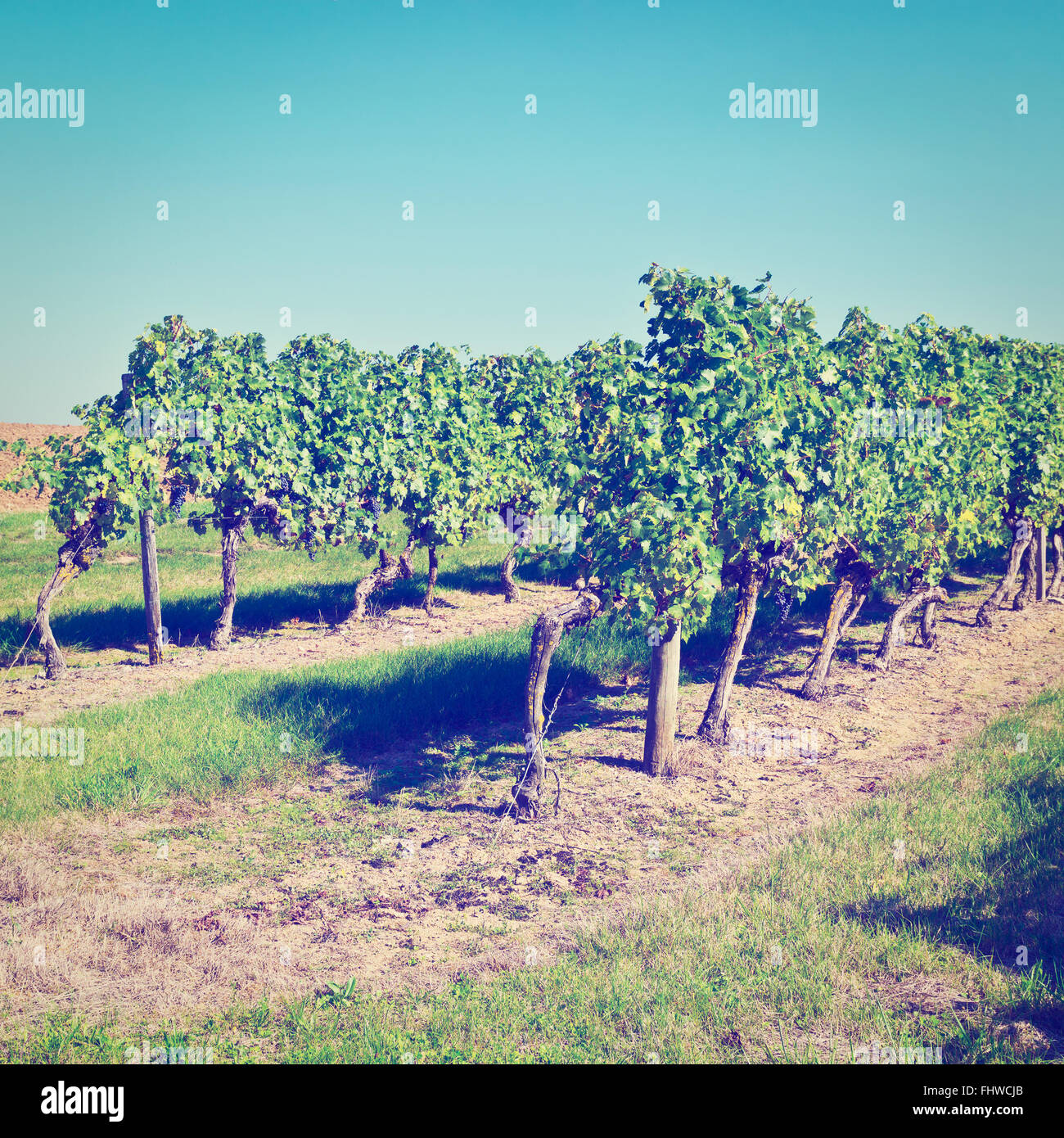 Square for vines hi-res stock photography and images - Alamy