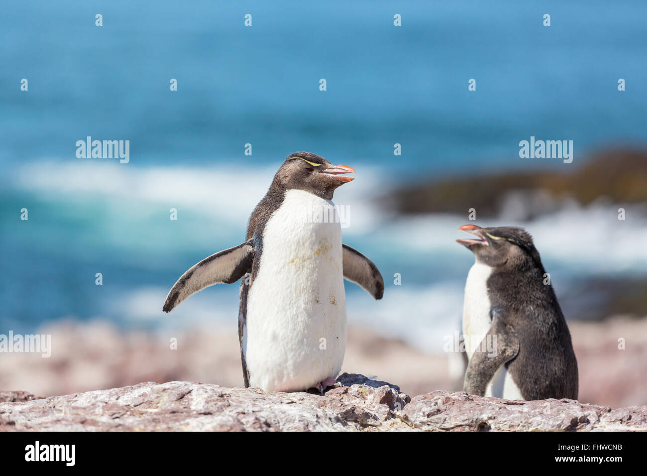 Rockhopper peng hi-res stock photography and images - Alamy