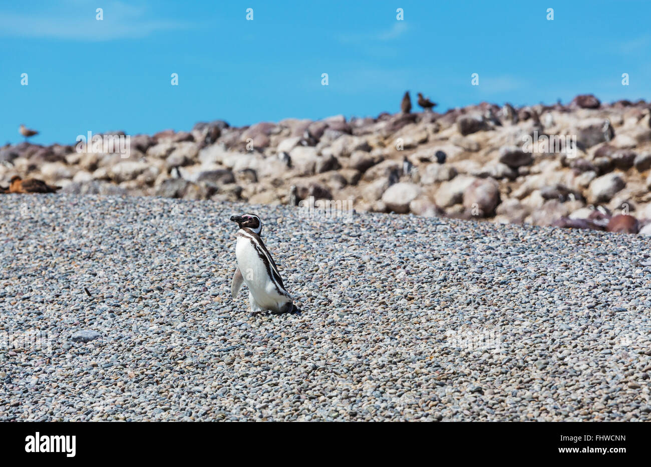 Mag penguin hi-res stock photography and images - Alamy